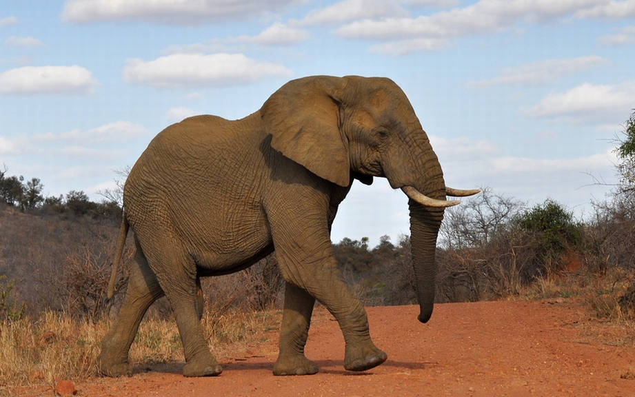 How to Say “Elephant” in French? What is the meaning of “Éléphant”? - OUINO