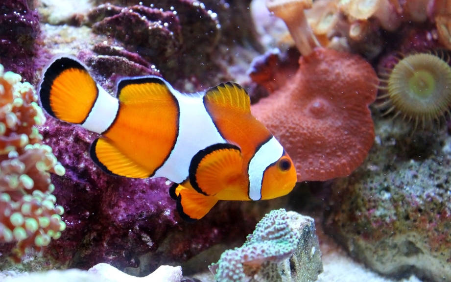 How To Say Fish In French What Is The Meaning Of Poisson OUINO