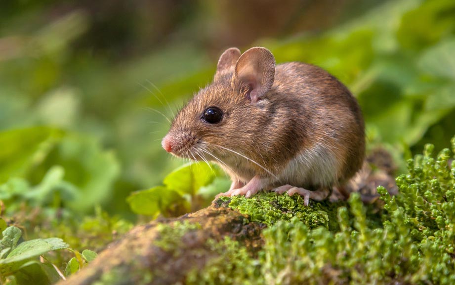 How To Say Small In French What Is The Meaning Of Petit OUINO