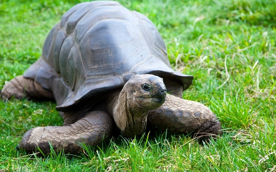 How To Say Slowly In Spanish What Is The Meaning Of Lentamente
